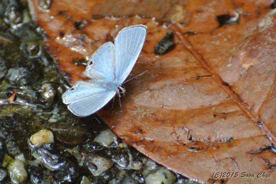 Catochrysops panormus (Butterflies of Negeri Sembilan (Malaysia ...