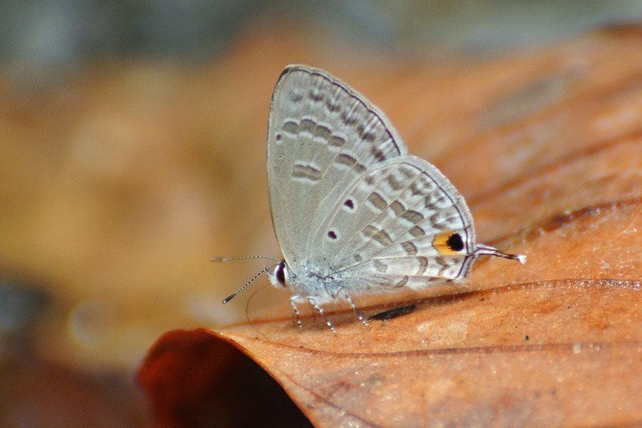 Catochrysops panormus (Butterflies of Negeri Sembilan (Malaysia ...