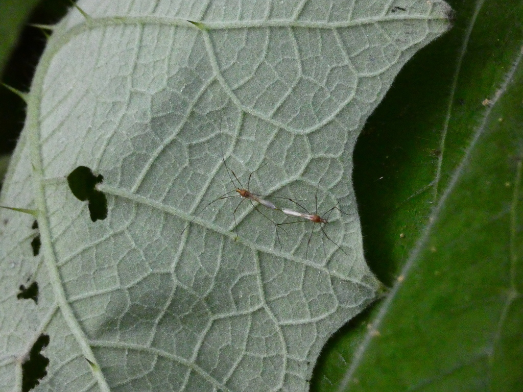 Winged and Once-winged Insects from Mon Desir, Trinidad and Tobago on ...
