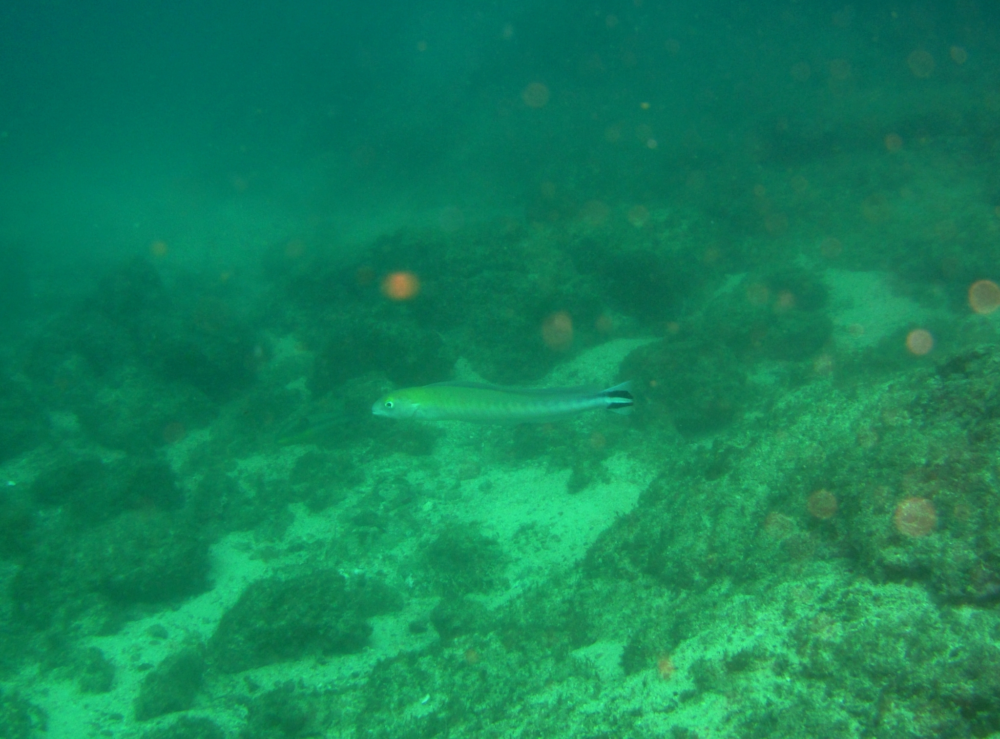 Malacanthus Cuvier, 1829