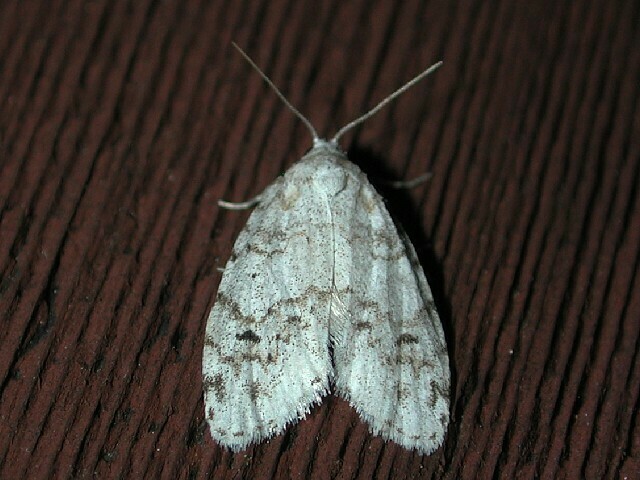 Little White Lichen Moth from Bill Paterson Nature Center, Muttontown ...