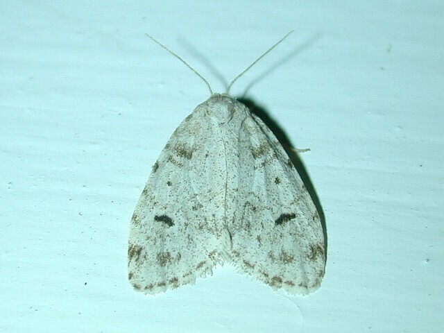 Little White Lichen Moth from Bedford Audubon Society, Katonah, NY, USA ...