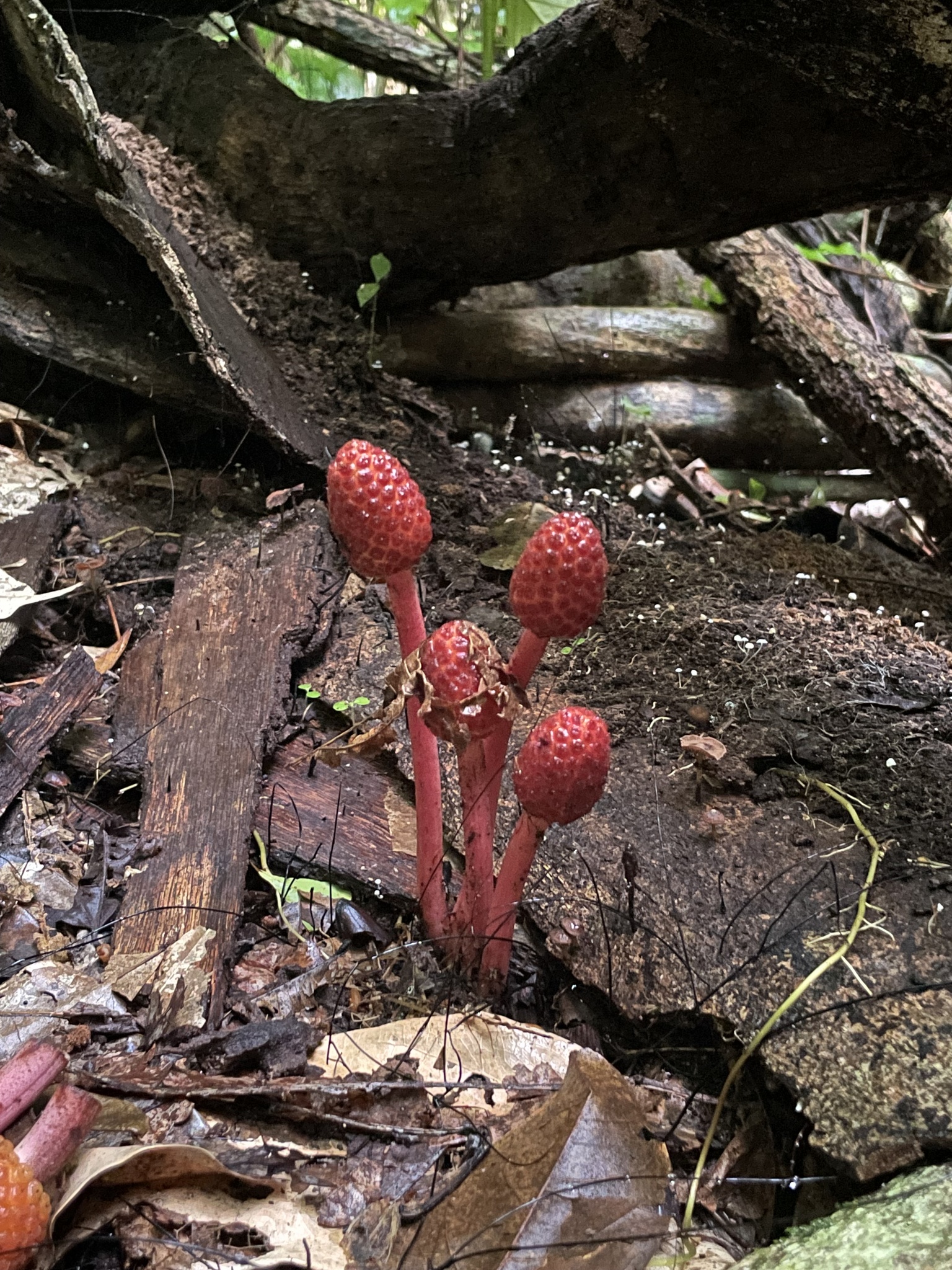 Helosis cayennensis (Sw.) Spreng.
