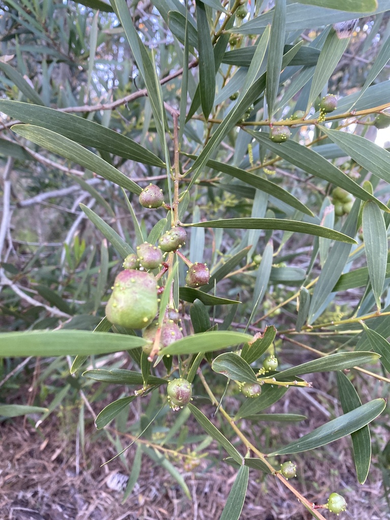 Longleaf Wattle Gall Wasp from Santo André, Vila Nova de Santo André ...