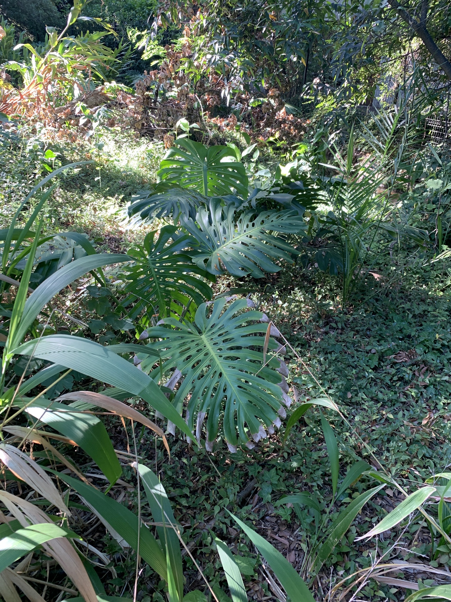 Monstera deliciosa Liebm.