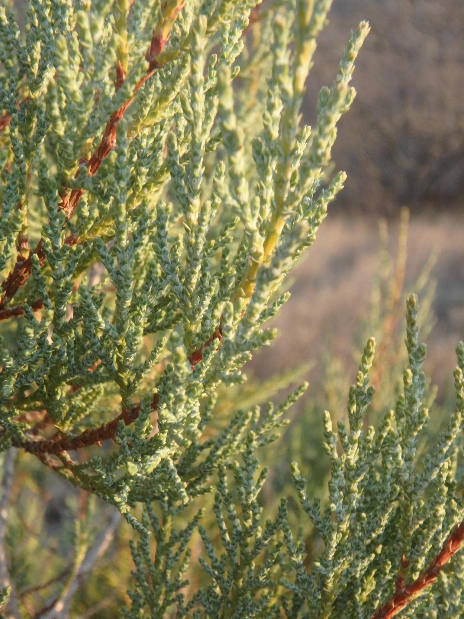Juniperus excelsa M.-Bieb.