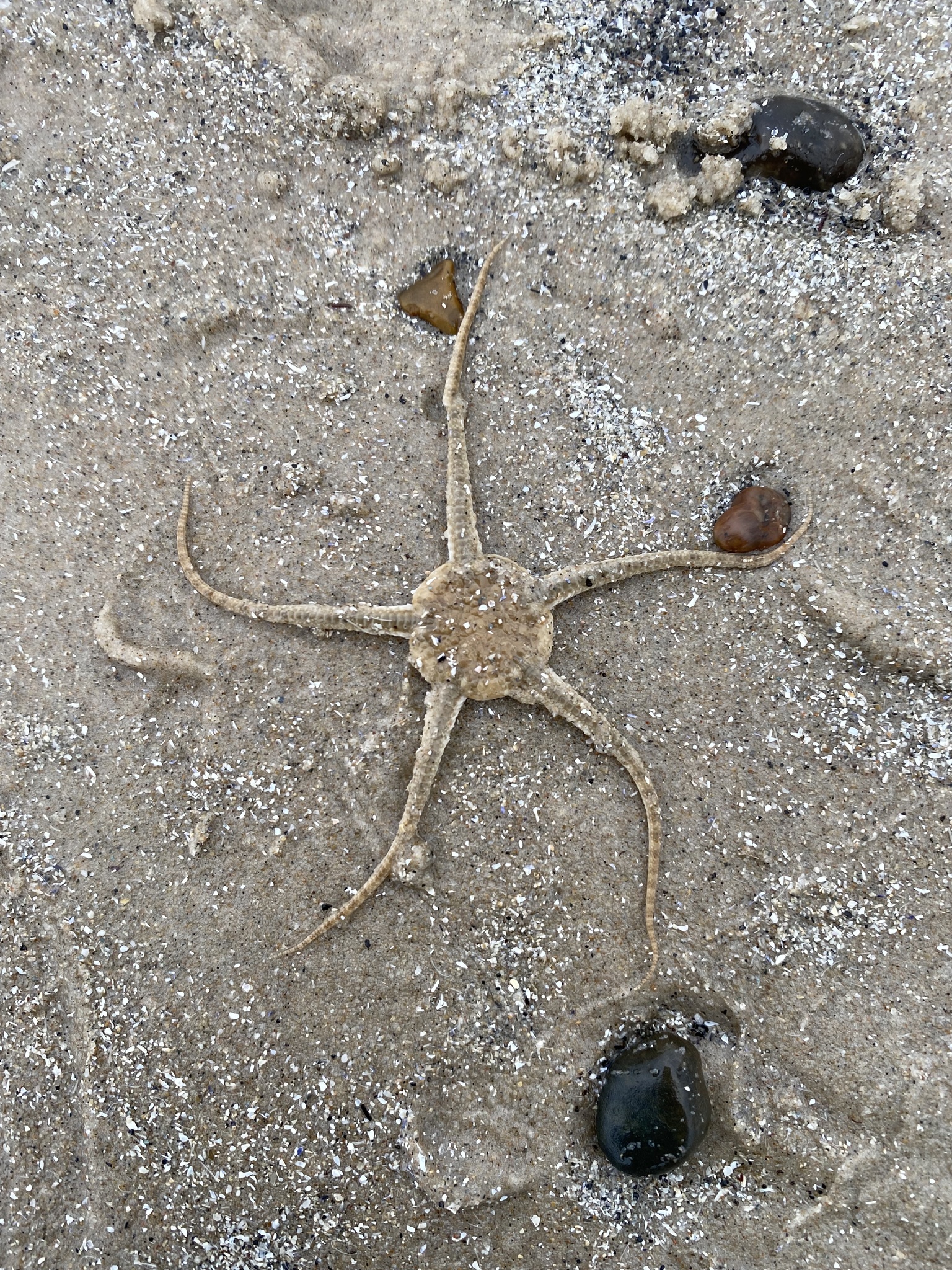 Ophiura ophiura (Linnaeus, 1758)