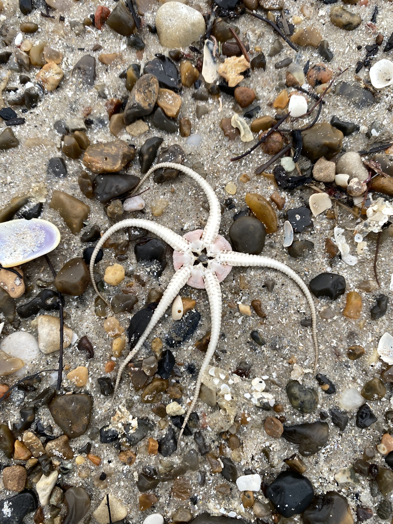 Ophiura ophiura (Linnaeus, 1758)