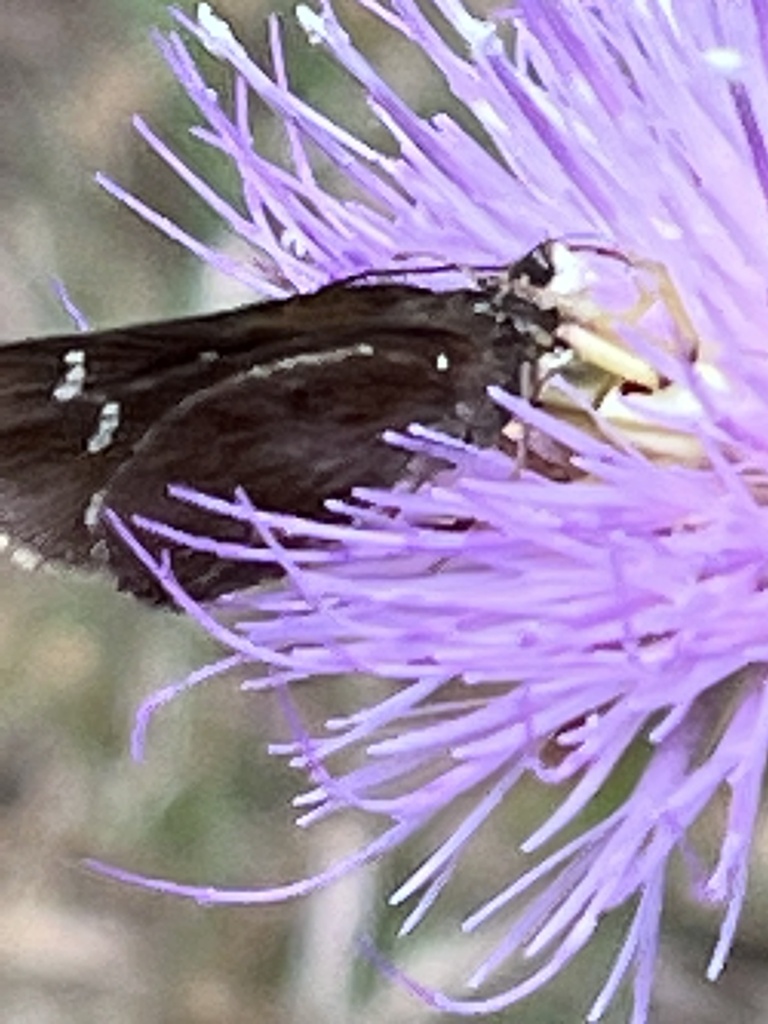 Butterflies and Moths from E0380 Rd, Red Rock, OK, US on September 24 ...