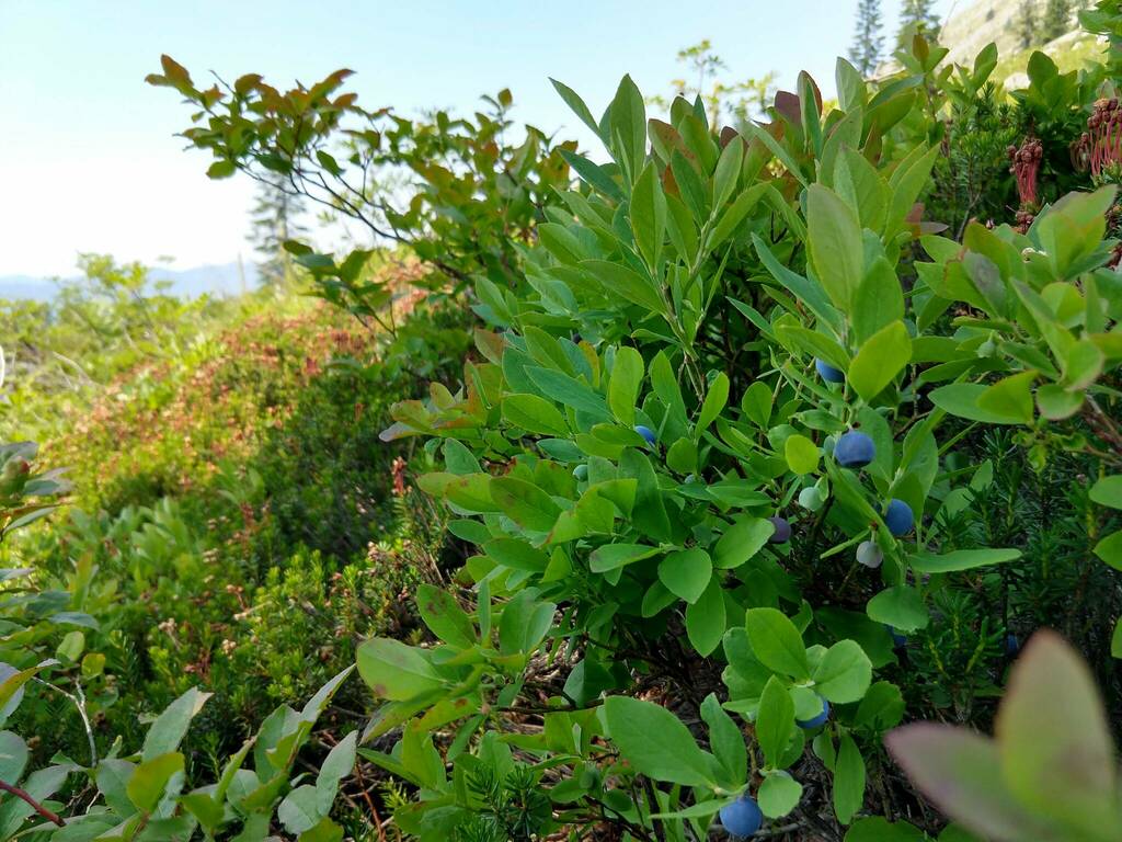 Blue-leaved huckleberry from King County, WA, USA on August 5, 2018 at ...
