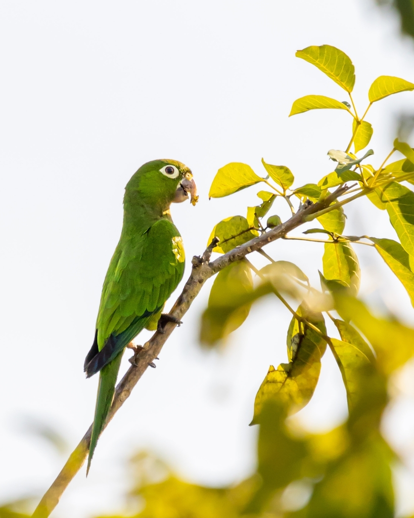 Olive-throated Parakeet in January 2023 by Miguel Romero · iNaturalist