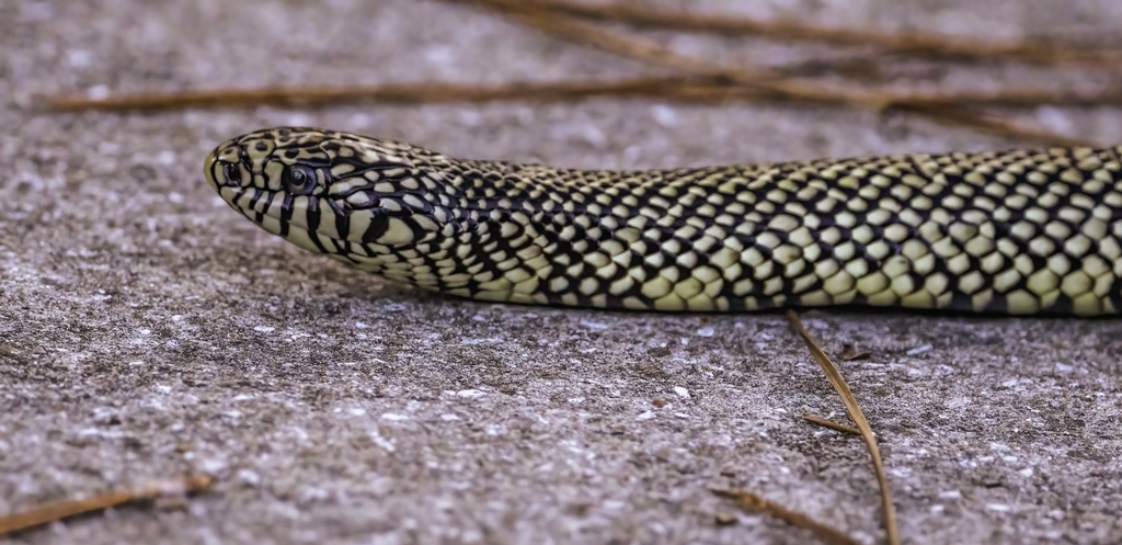 Eastern Kingsnake in January 2023 by Patricia Tiller. What a beauty ...