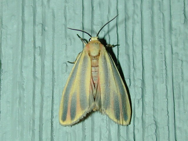 Painted Lichen Moth from Bedford Audubon Society, Katonah, NY, USA on ...