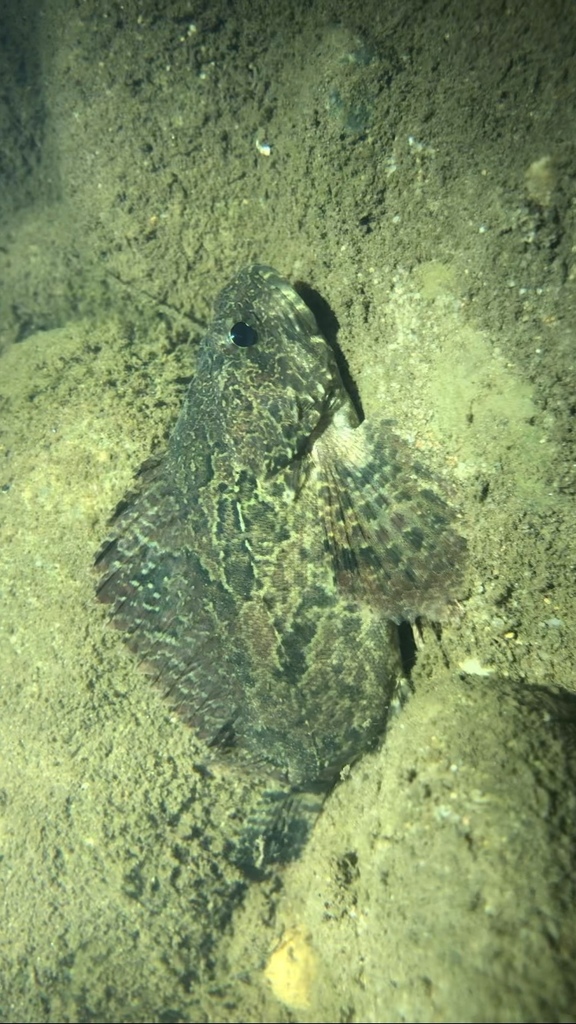 Bullrout from Hawkesbury River, Agnes Banks, NSW, AU on January 20 ...