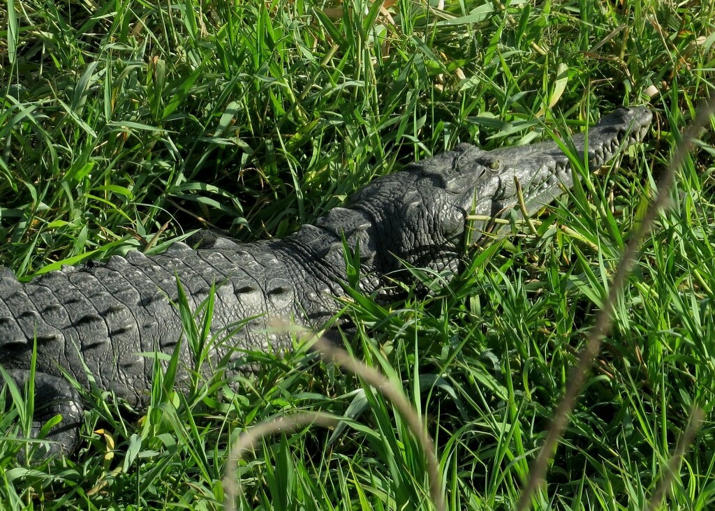 American Crocodile in February 2014 by Paul Prior · iNaturalist