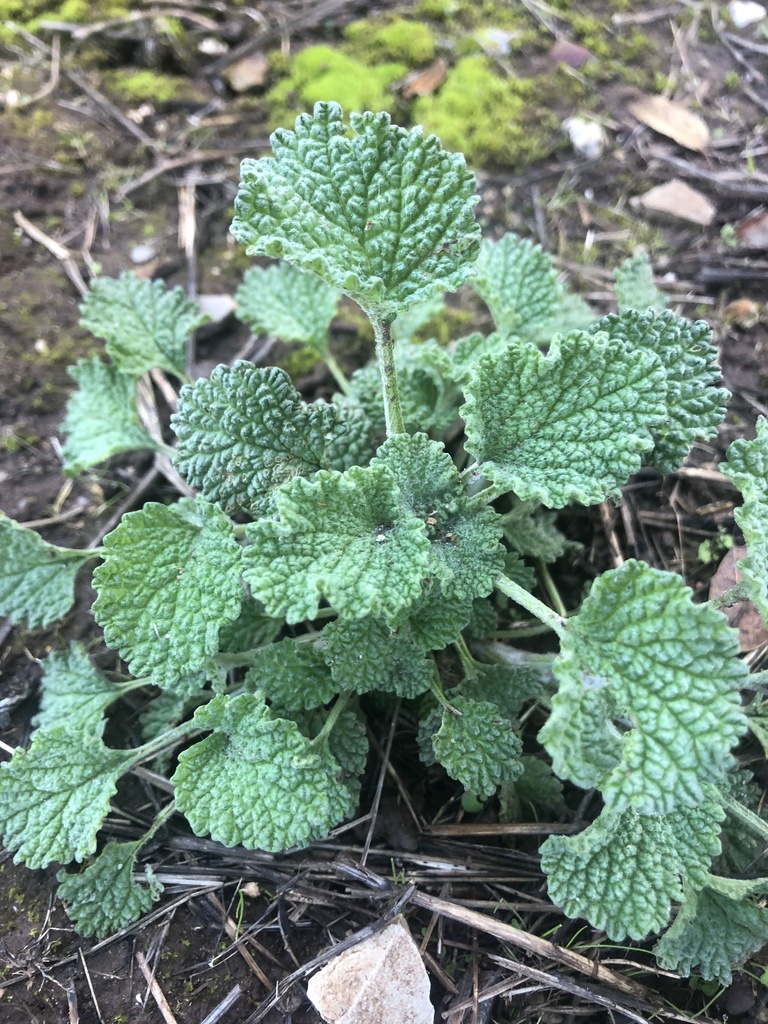 White Horehound from Pogonip, Santa Cruz, CA, US on January 22, 2023 at ...