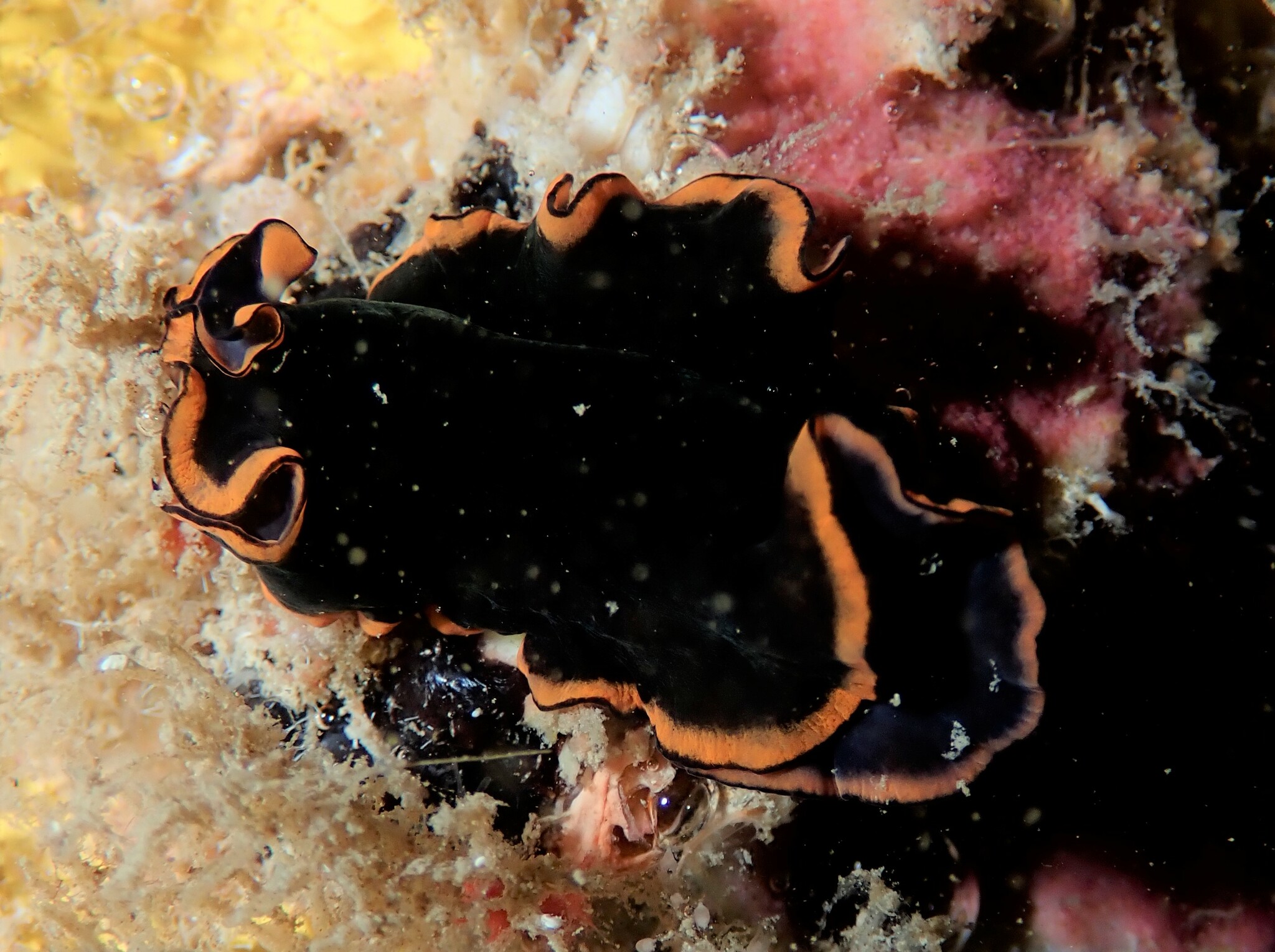 Turbellaria