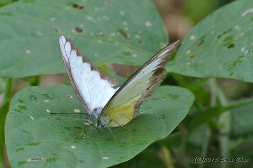 Chocolate Albatross (Butterflies of Negeri Sembilan (Malaysia ...