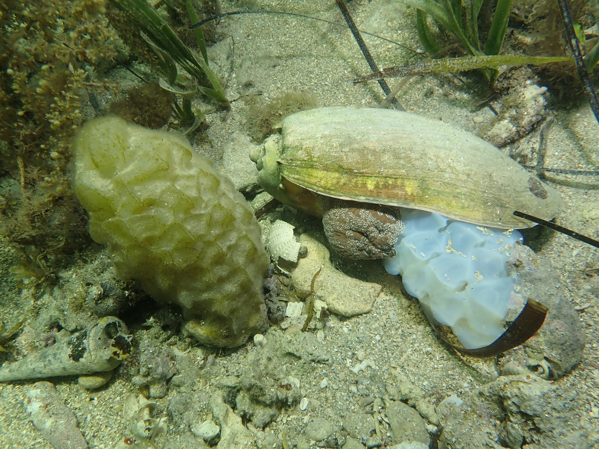 Melo miltonis (Gray, 1833)