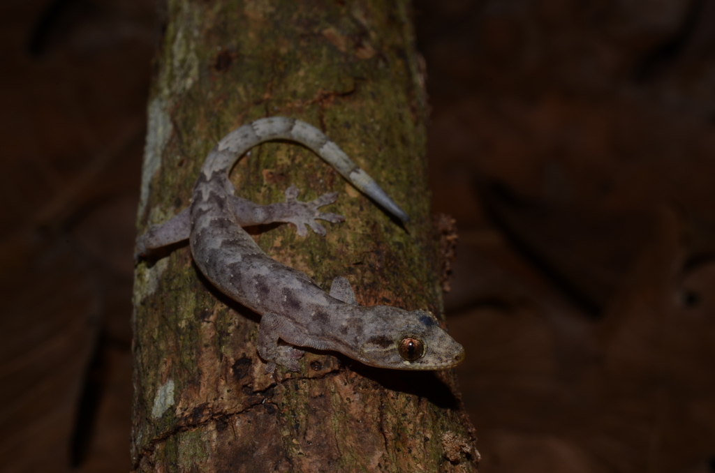 Oriental Scaly-toed Gecko in March 2015 by Eric N. Rittmeyer · iNaturalist