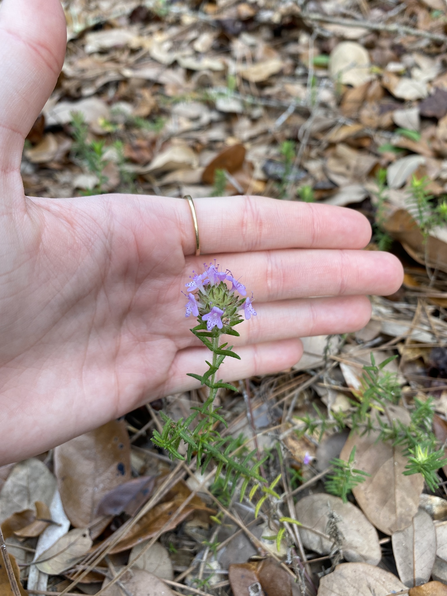 Piloblephis rigida (W.Bartram ex Benth.) Raf.