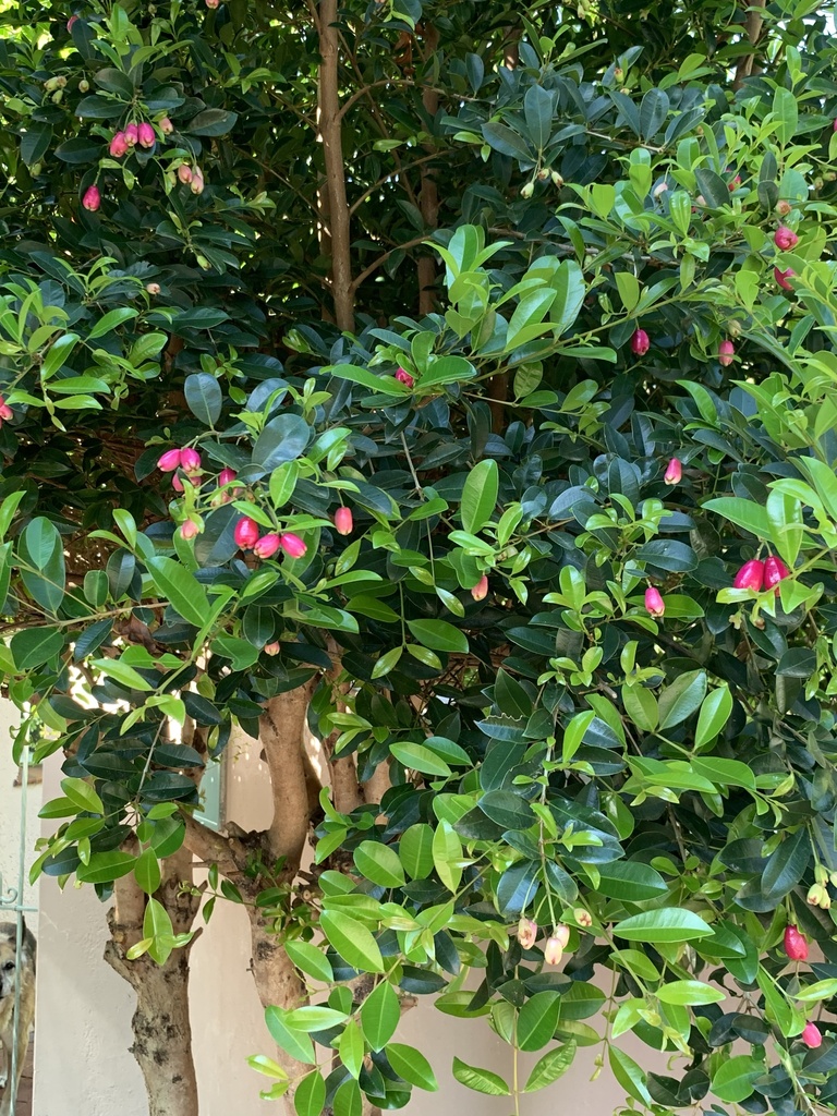 scrub cherry from Van der Stel, Stellenbosch, WC, ZA on January 22 ...