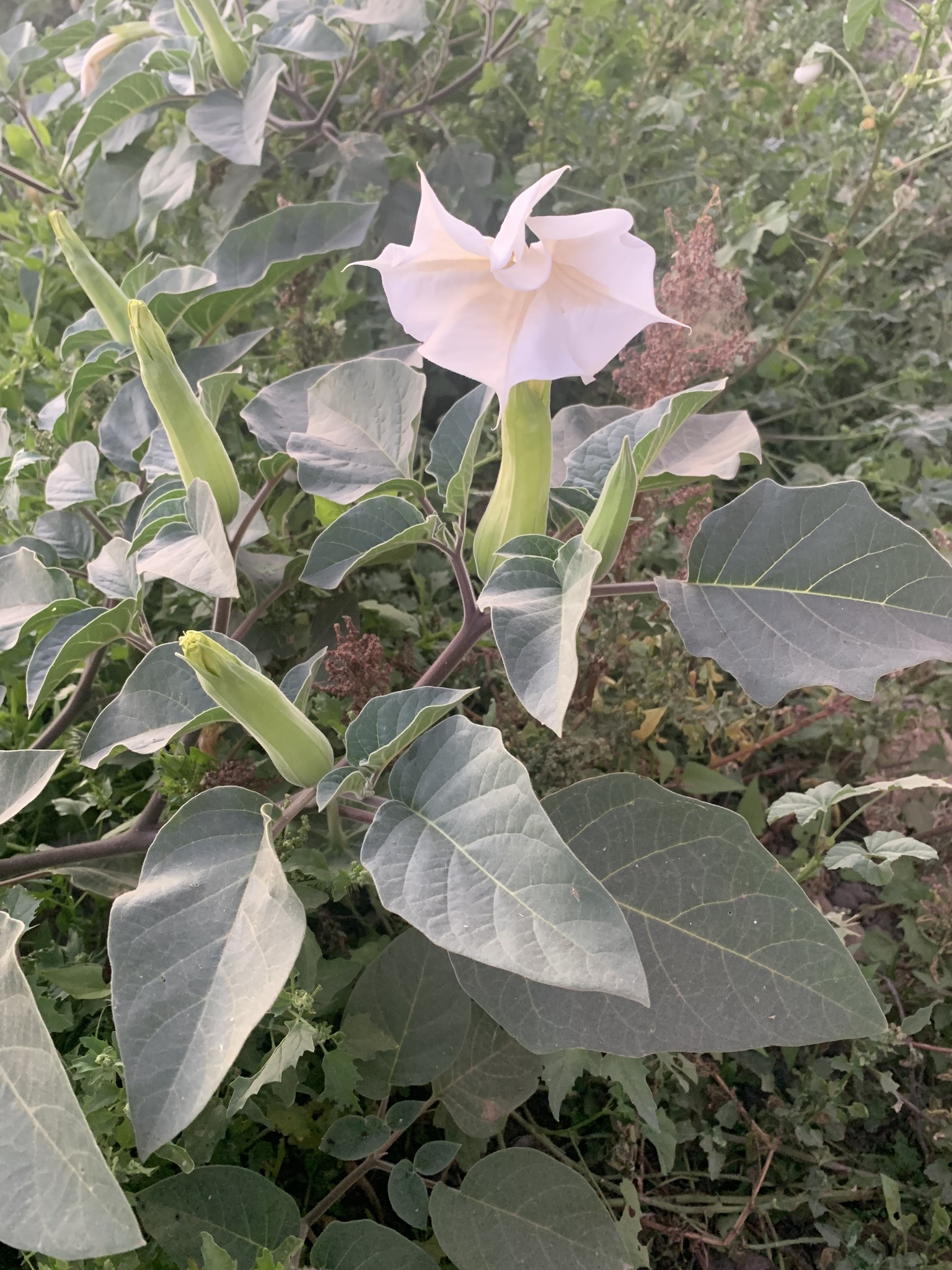 Datura innoxia Mill.