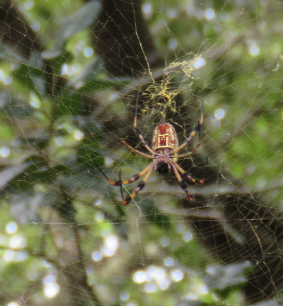 Golden Silk Spider from Sabine Woods Sanctuary, Sabine Pass, TX 77655 ...