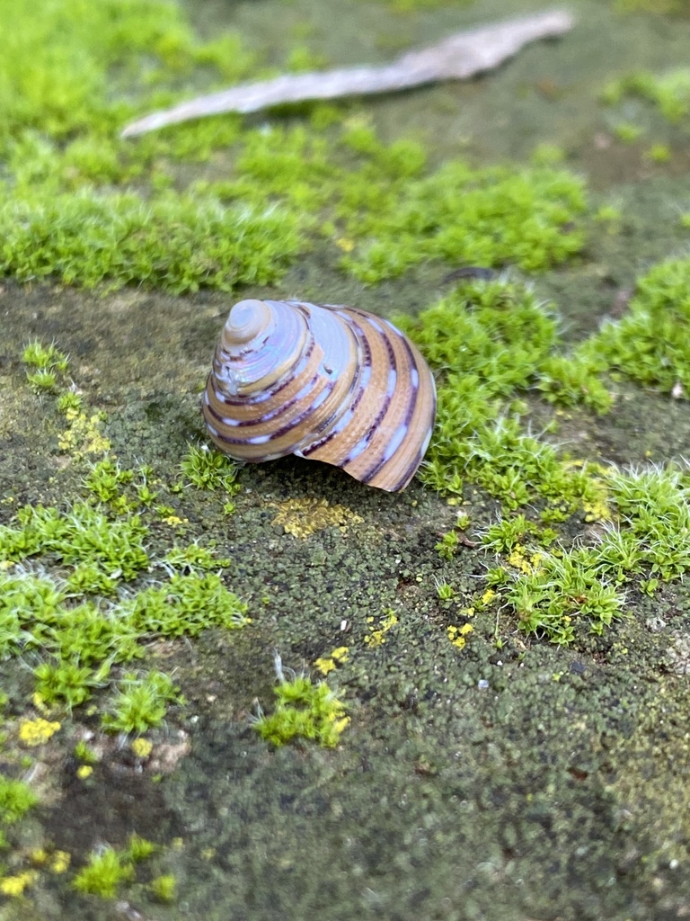 Three-colored Top Shell from Wharf Rd, Capitola, CA, US on January 22 ...