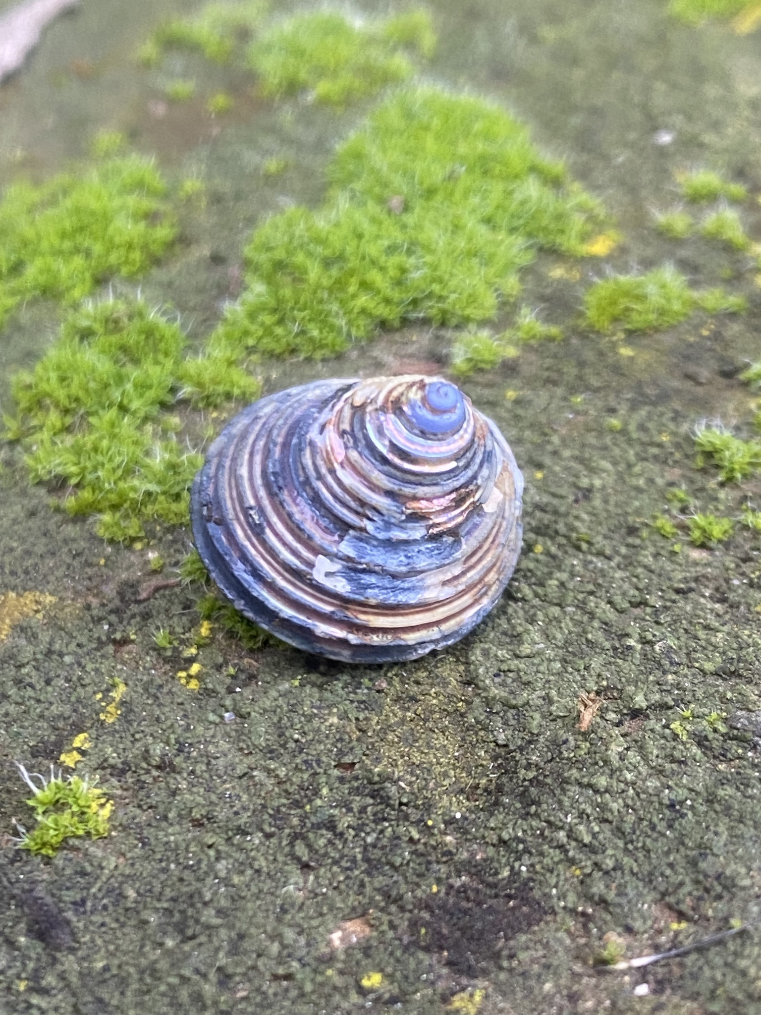 Calliostoma Swainson, 1840