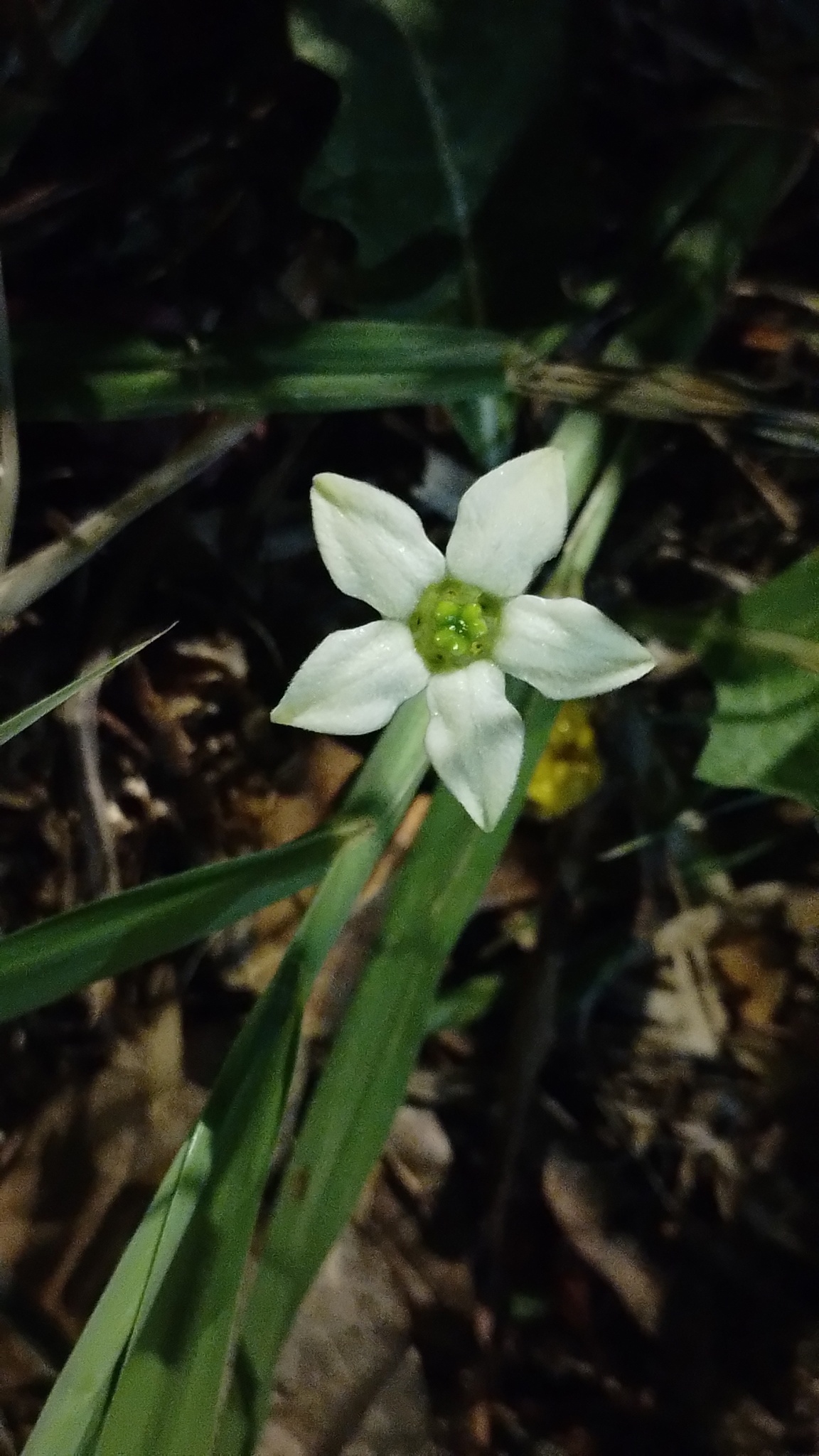 Jaborosa runcinata Lam.