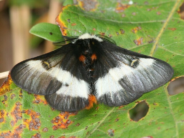 Buck Moth from Westhampton, NY, USA on October 20, 2007 at 12:02 PM by ...