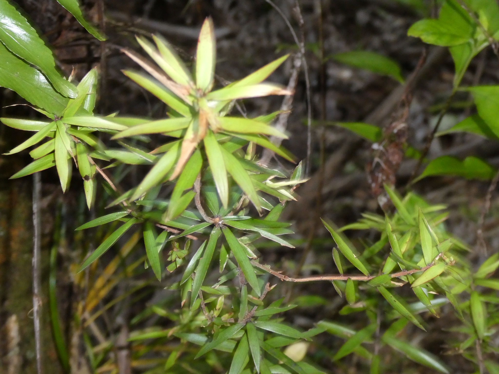 Leucopogon R.Br.