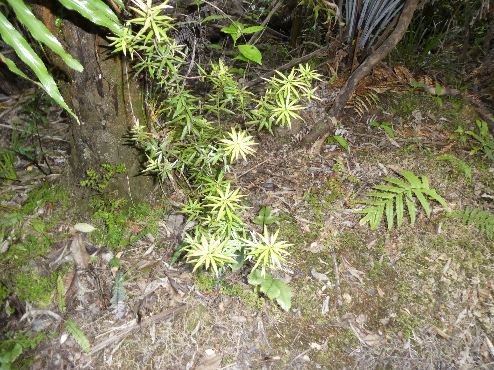 Leucopogon R.Br.