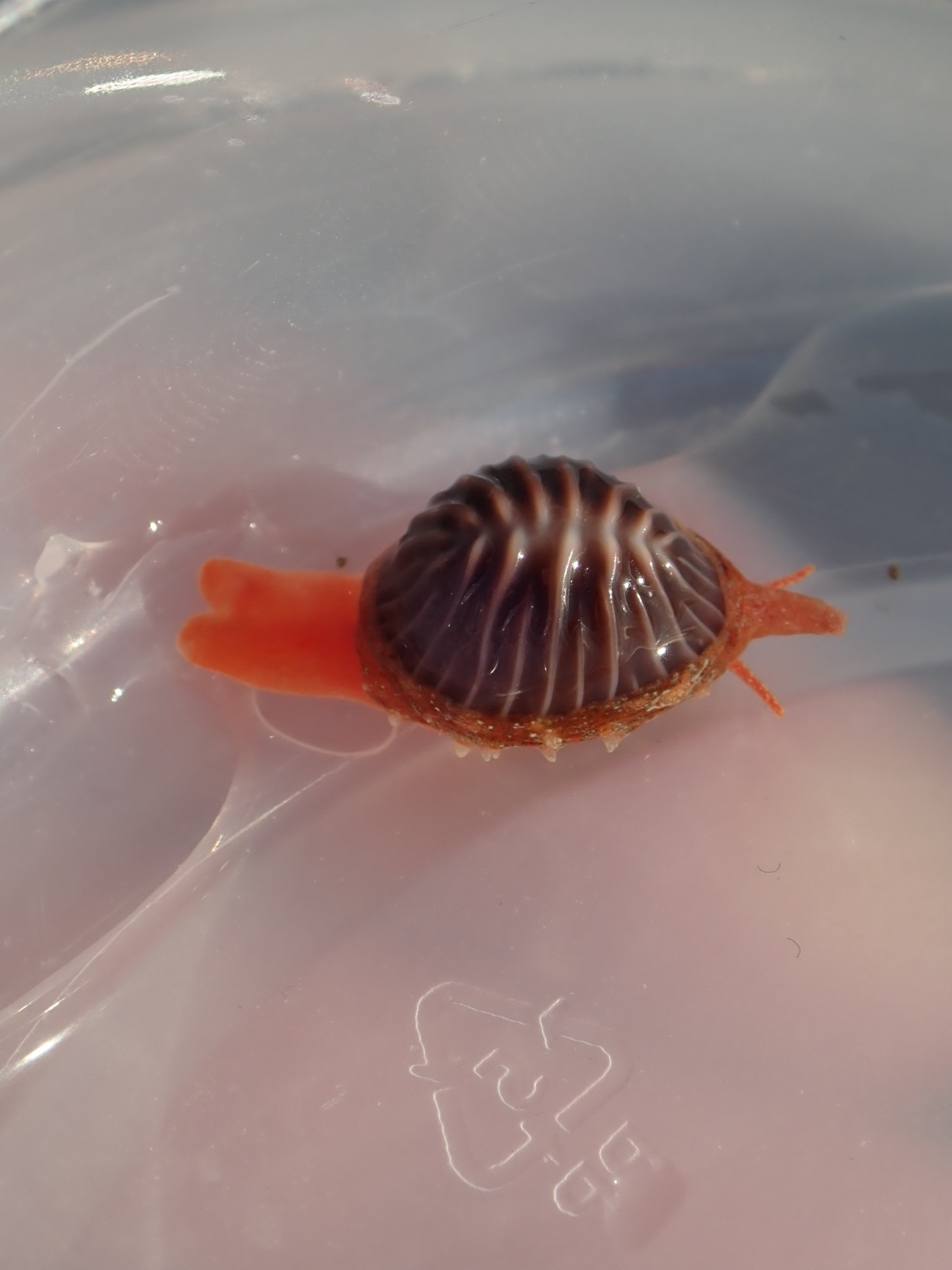 Pseudopusula californiana (Gray, 1827)