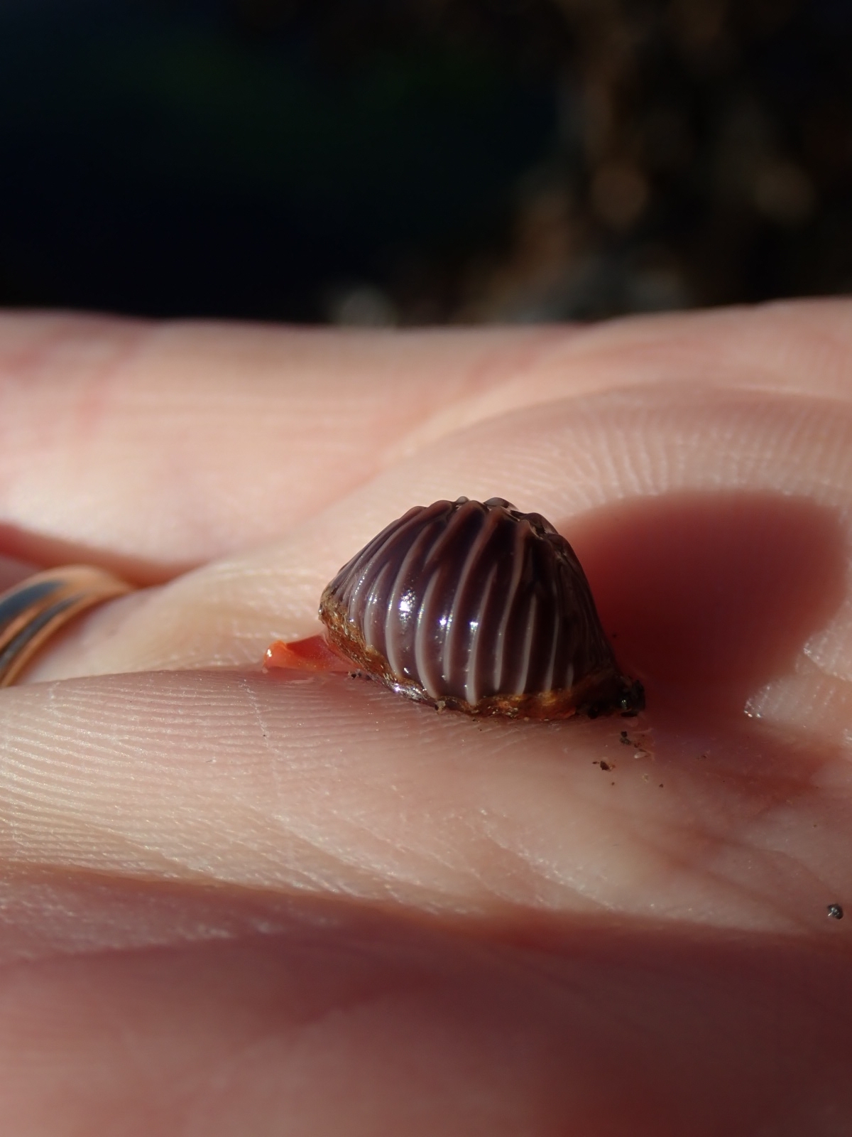 Pseudopusula californiana (Gray, 1827)