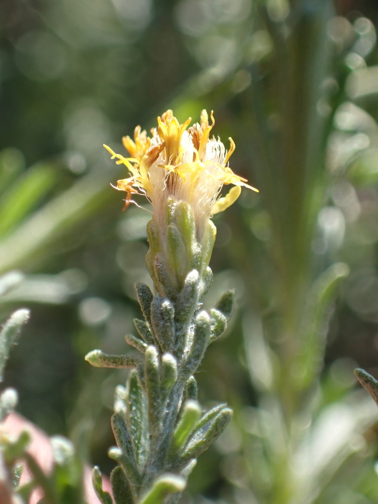 thickbracted goldenbush from Jurupa Valley, CA, US on January 22, 2023 ...
