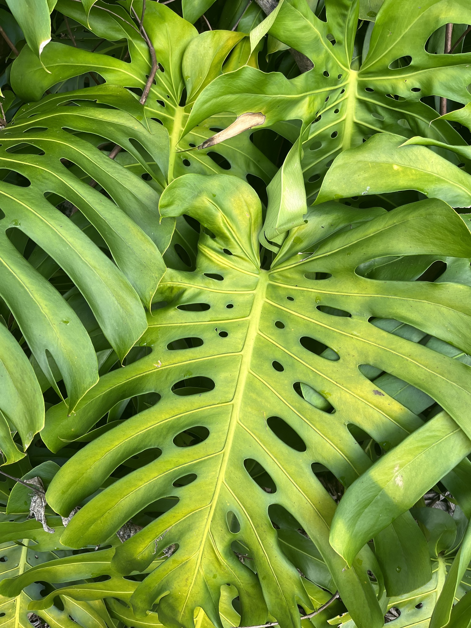 Monstera deliciosa Liebm.