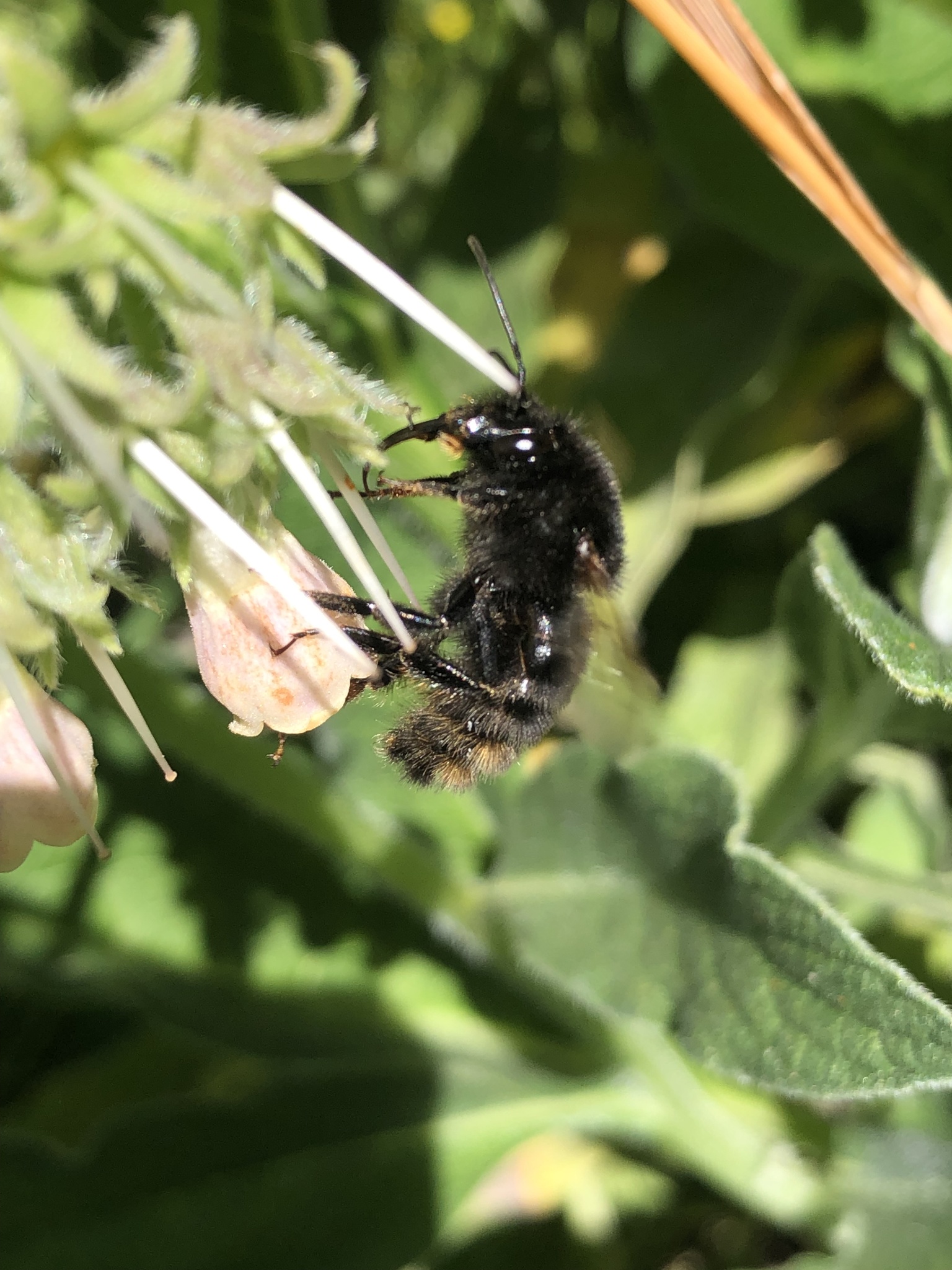 Bombus ruderatus (Fabricius, 1775)