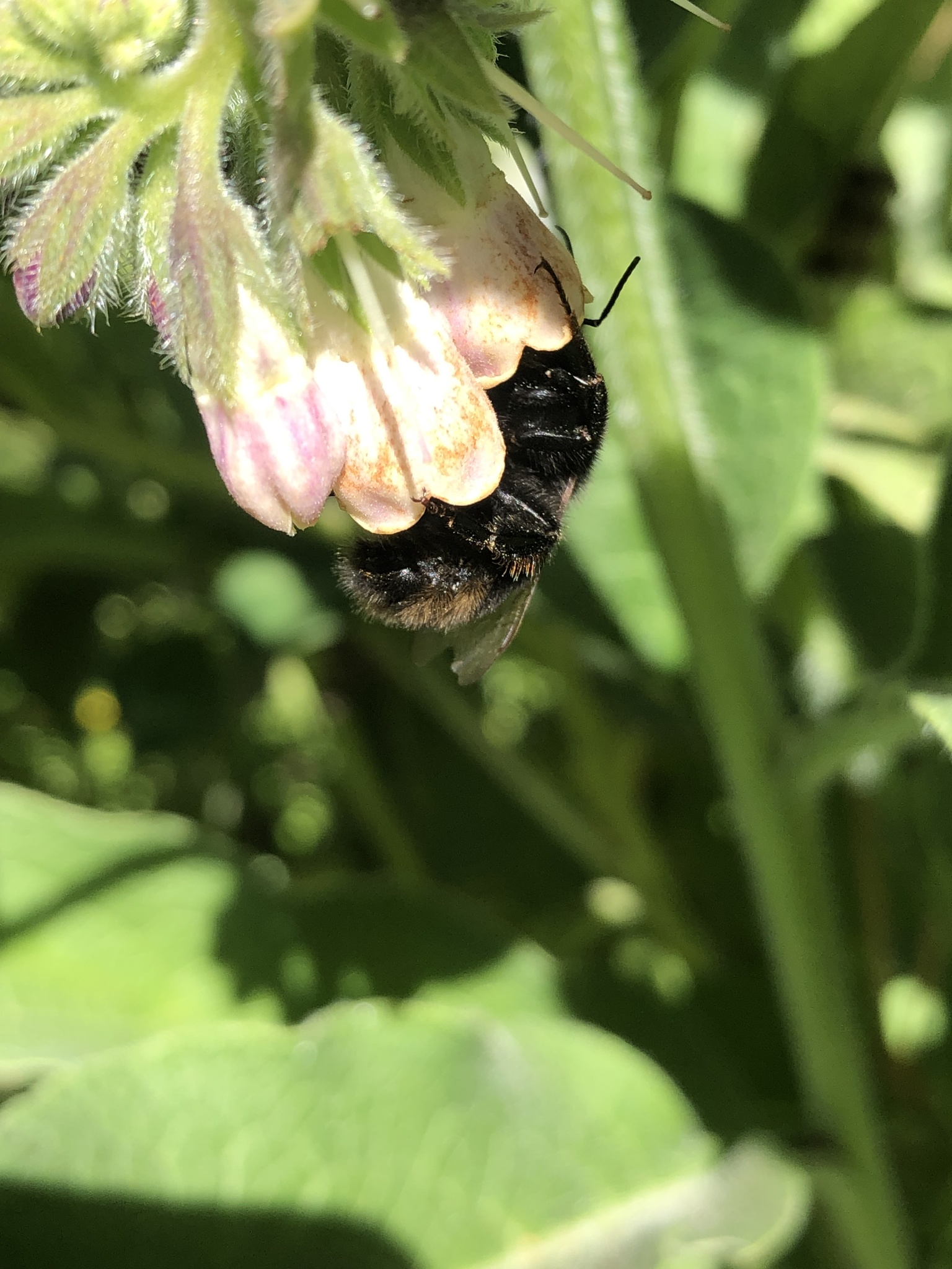 Bombus ruderatus (Fabricius, 1775)