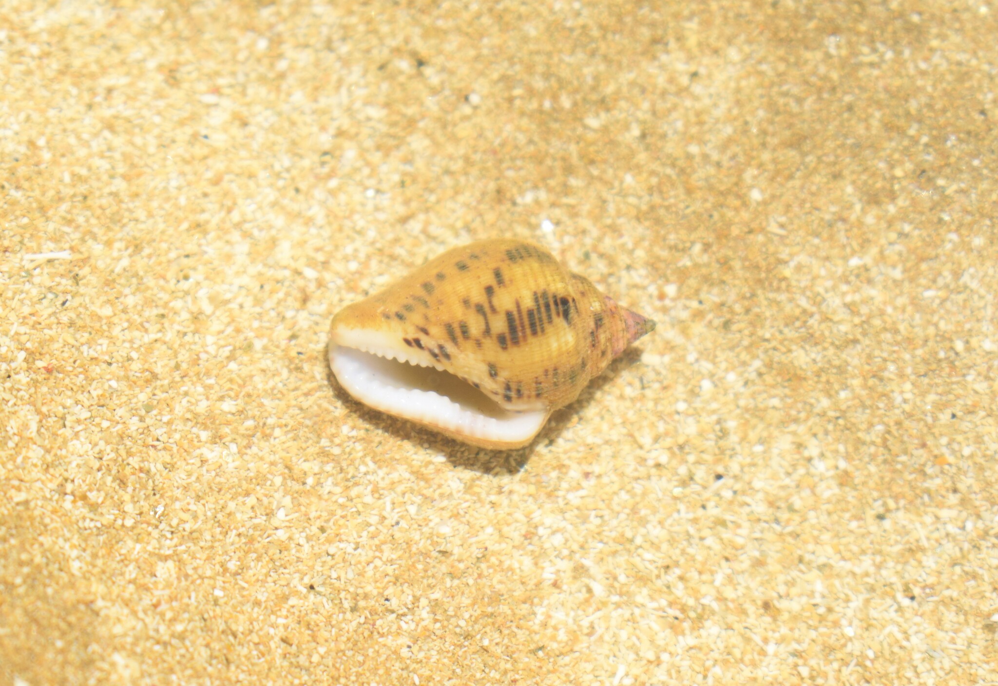 Columbella mercatoria (Linnaeus, 1758)