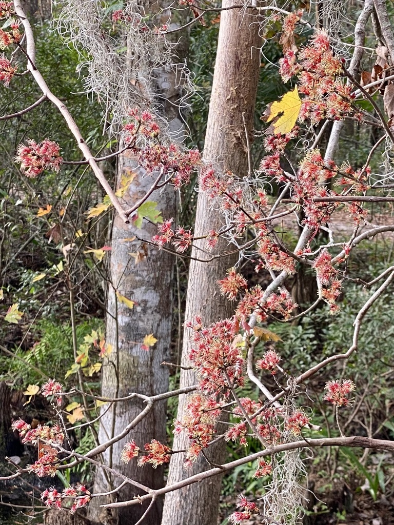 red maple from Mill Lake, Chuluota, FL, US on January 22, 2023 at 09:40 ...