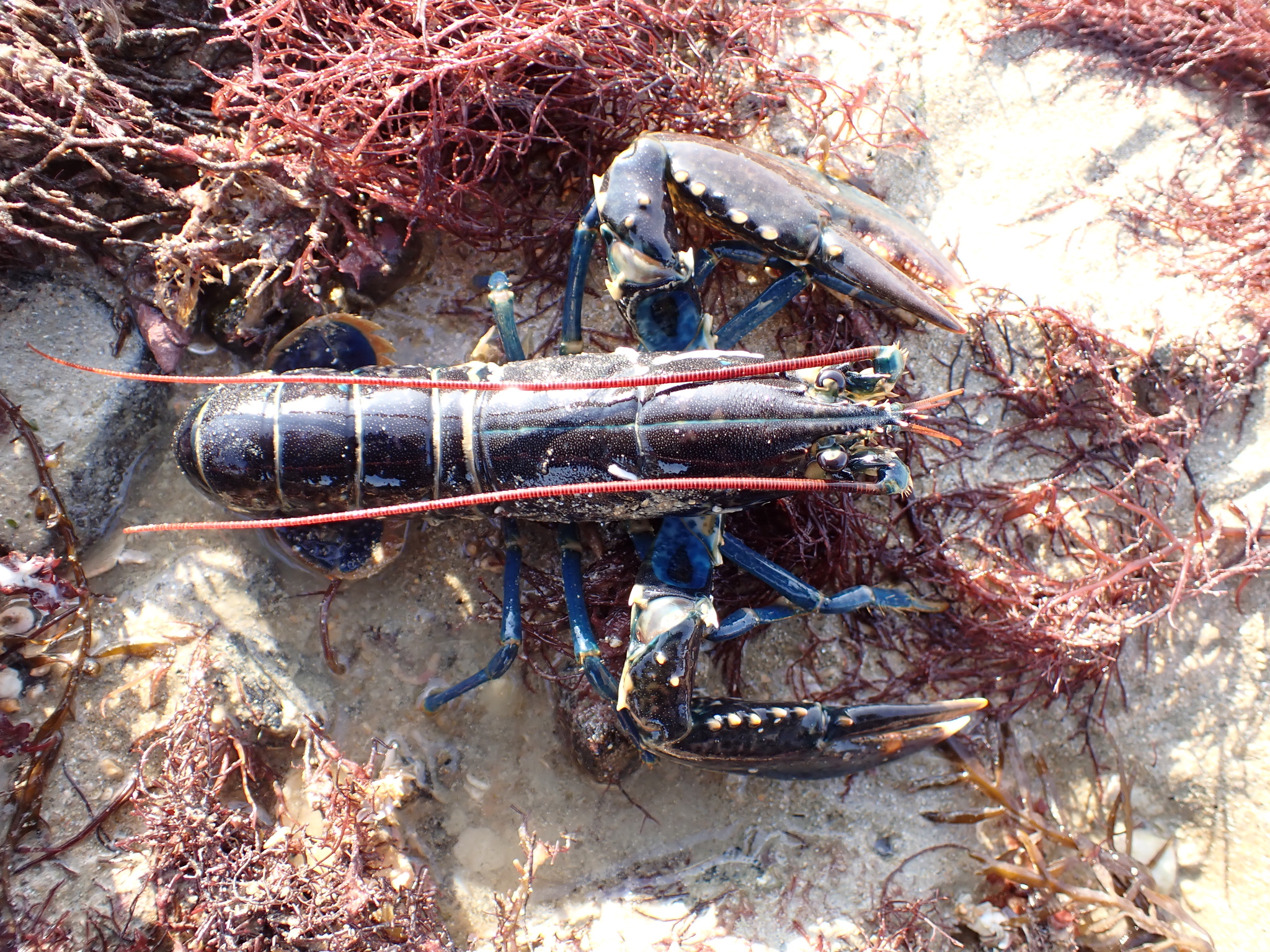 Homarus gammarus (Linnaeus, 1758)