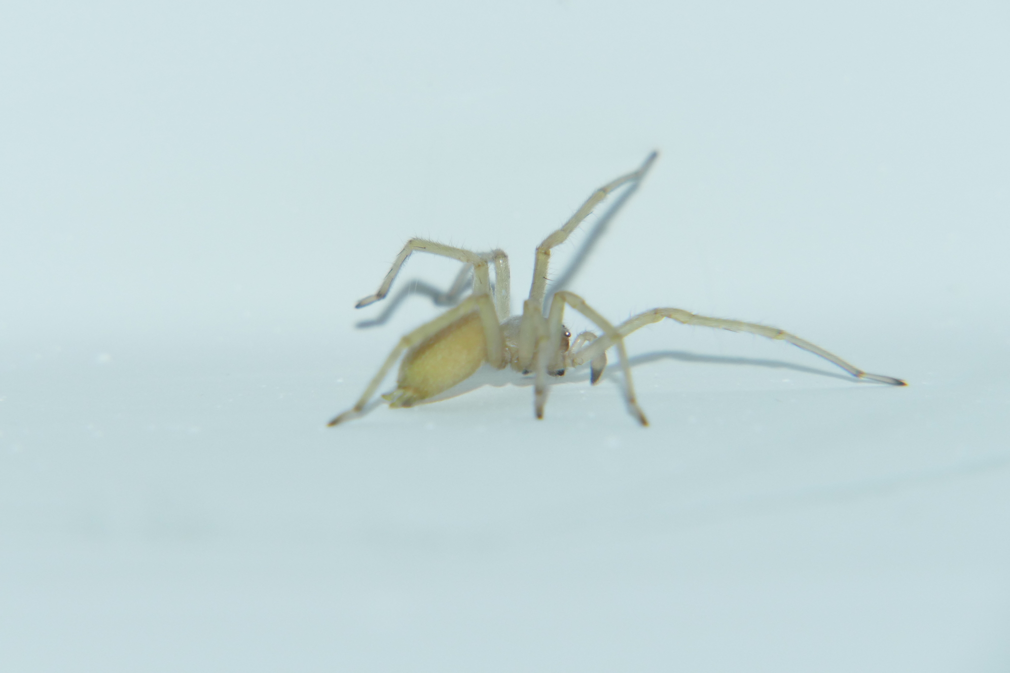 Cheiracanthiidae