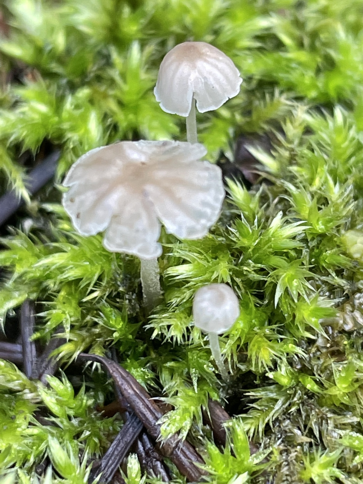 Phloeomana Redhead