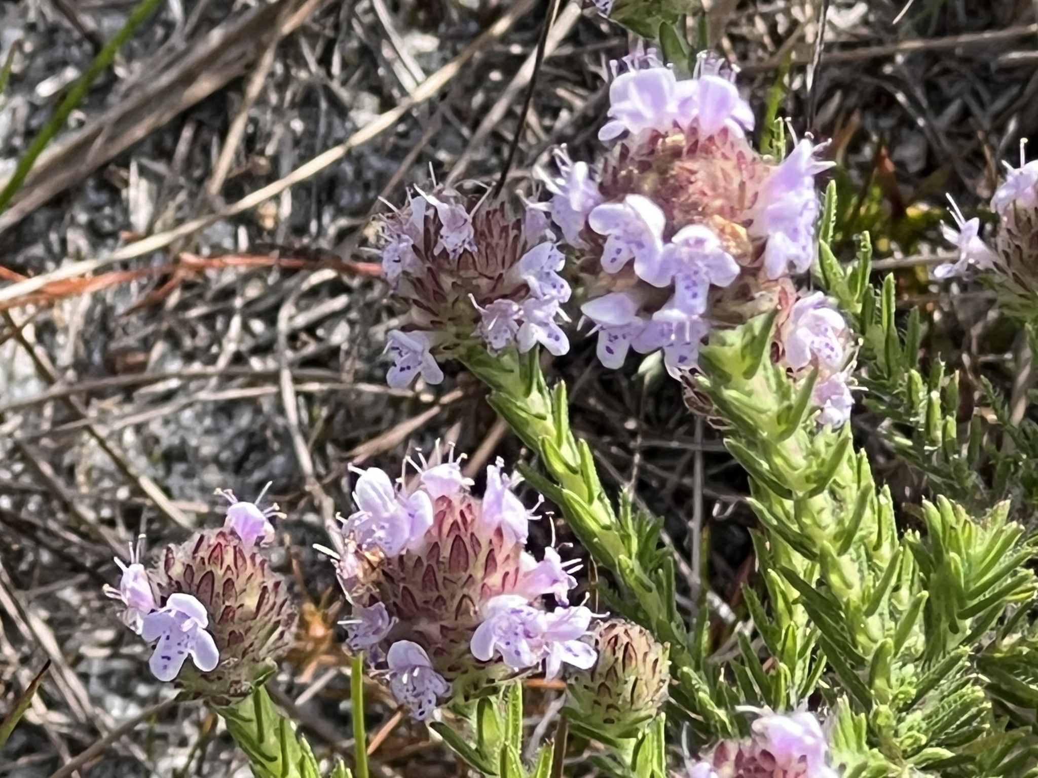 Piloblephis rigida (W.Bartram ex Benth.) Raf.