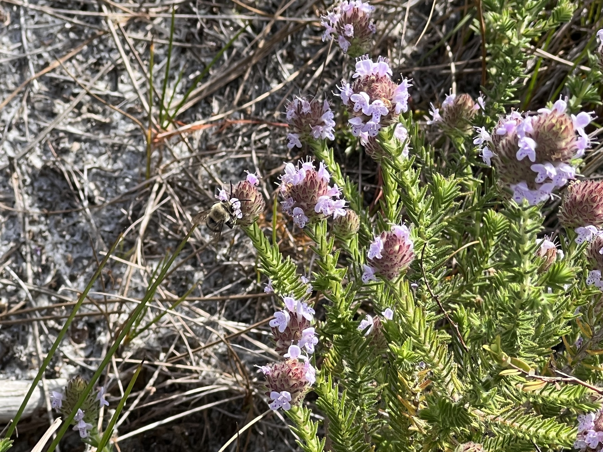 Piloblephis rigida (W.Bartram ex Benth.) Raf.