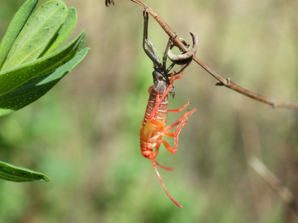 Western Boxelder Bug from Spokane, Washington, United States on May 28 ...