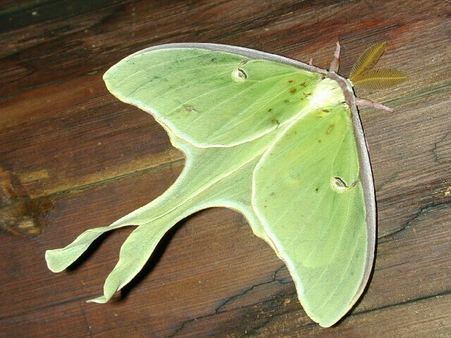North American Luna Moth from Bear Mountain, Orange County, NY, USA on ...