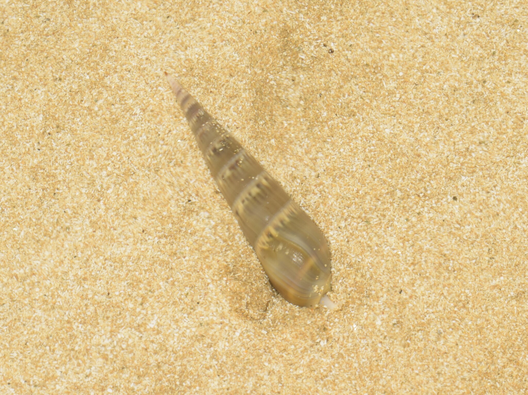 Hastula cinerea (Born, 1778)